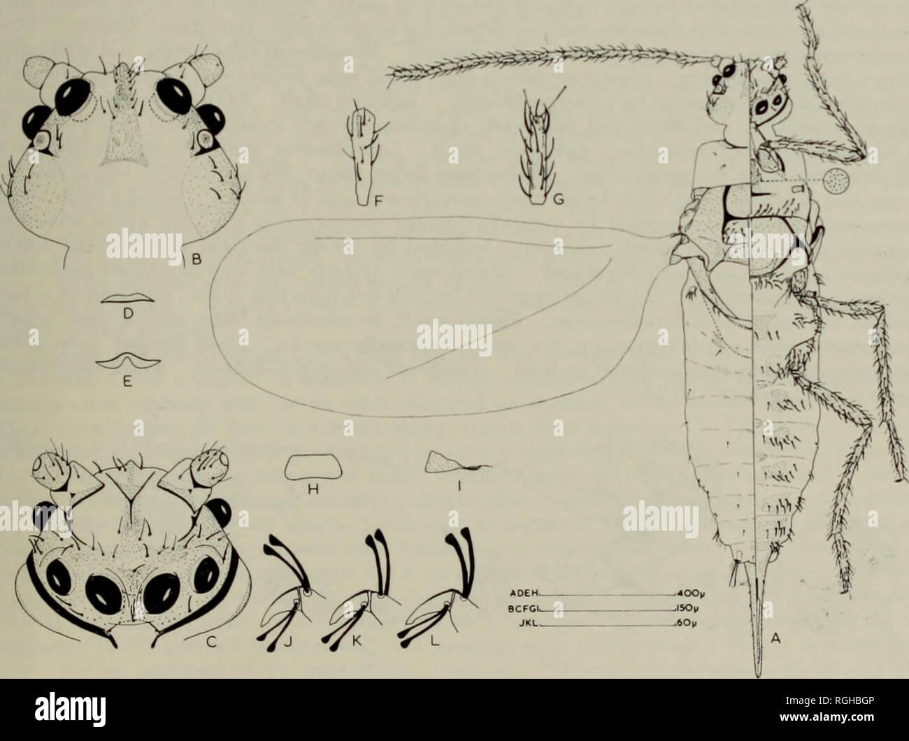 . Bulletin of the British Museum (Natural History) Entom Supp. OK THE ...