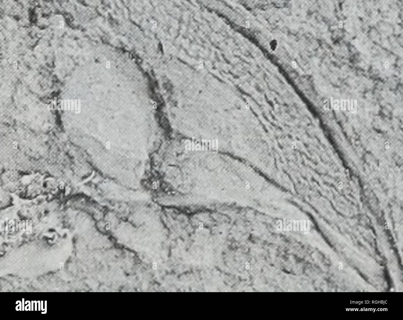 Pygidial hi-res stock photography and images - Alamy