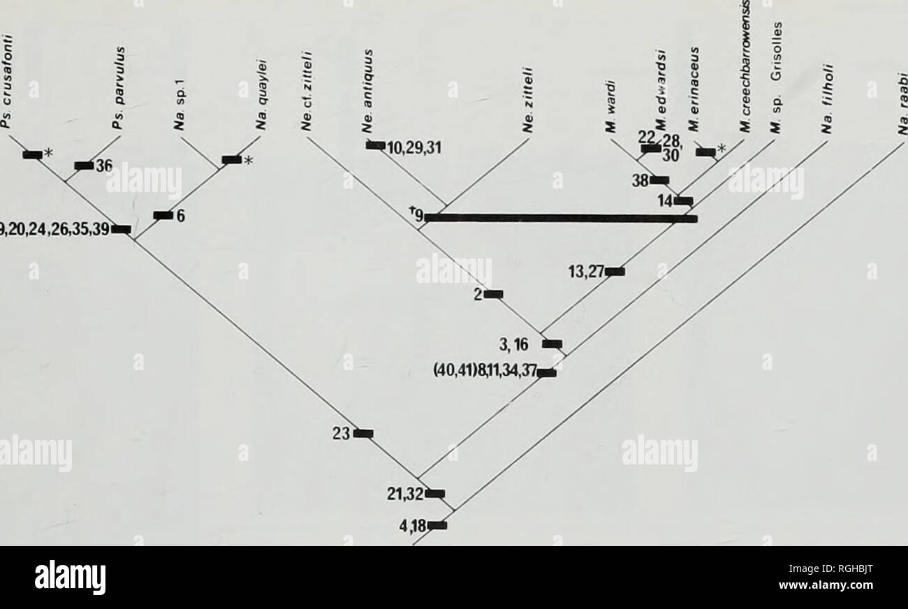 Mammalian Cladograms