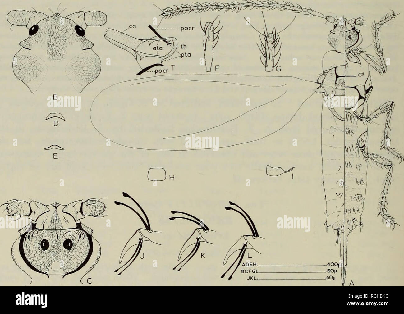 . Bulletin of the British Museum (Natural History) Entom Supp. 78 ...