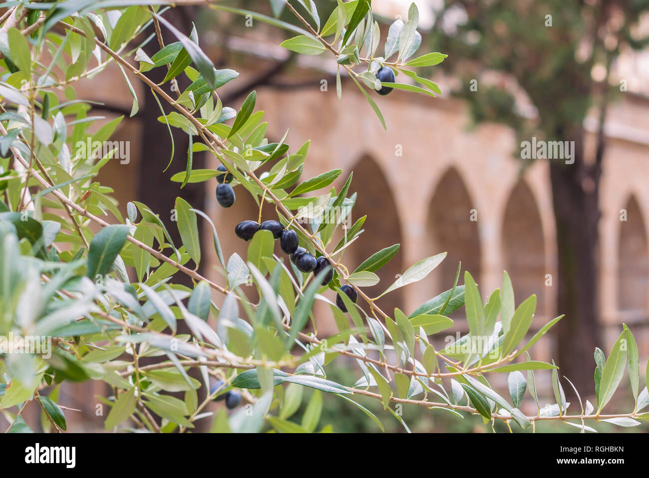 Italian fresh ripe olives growing in the tree over the mediterrinean ...