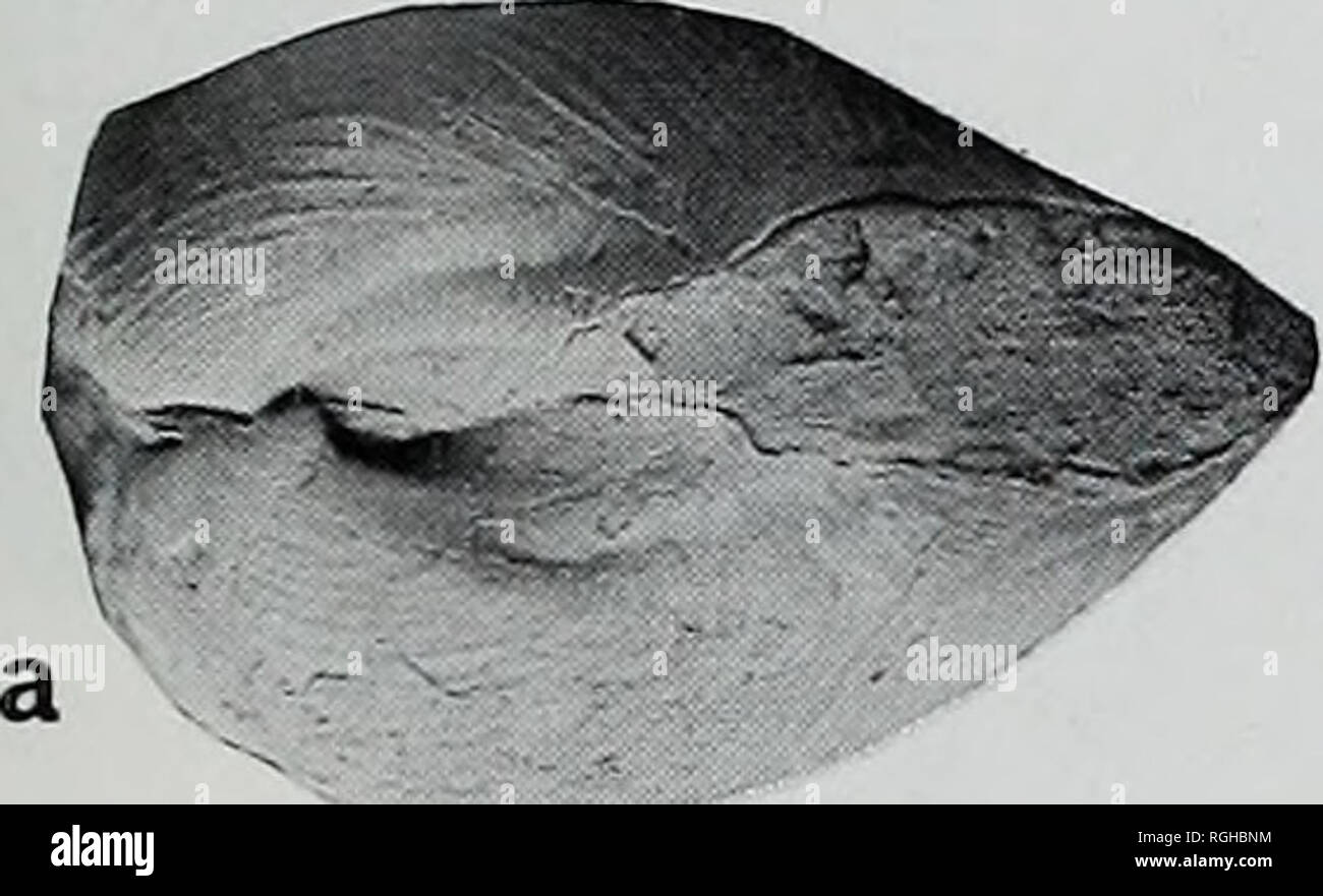 Transverse creases hi-res stock photography and images - Alamy