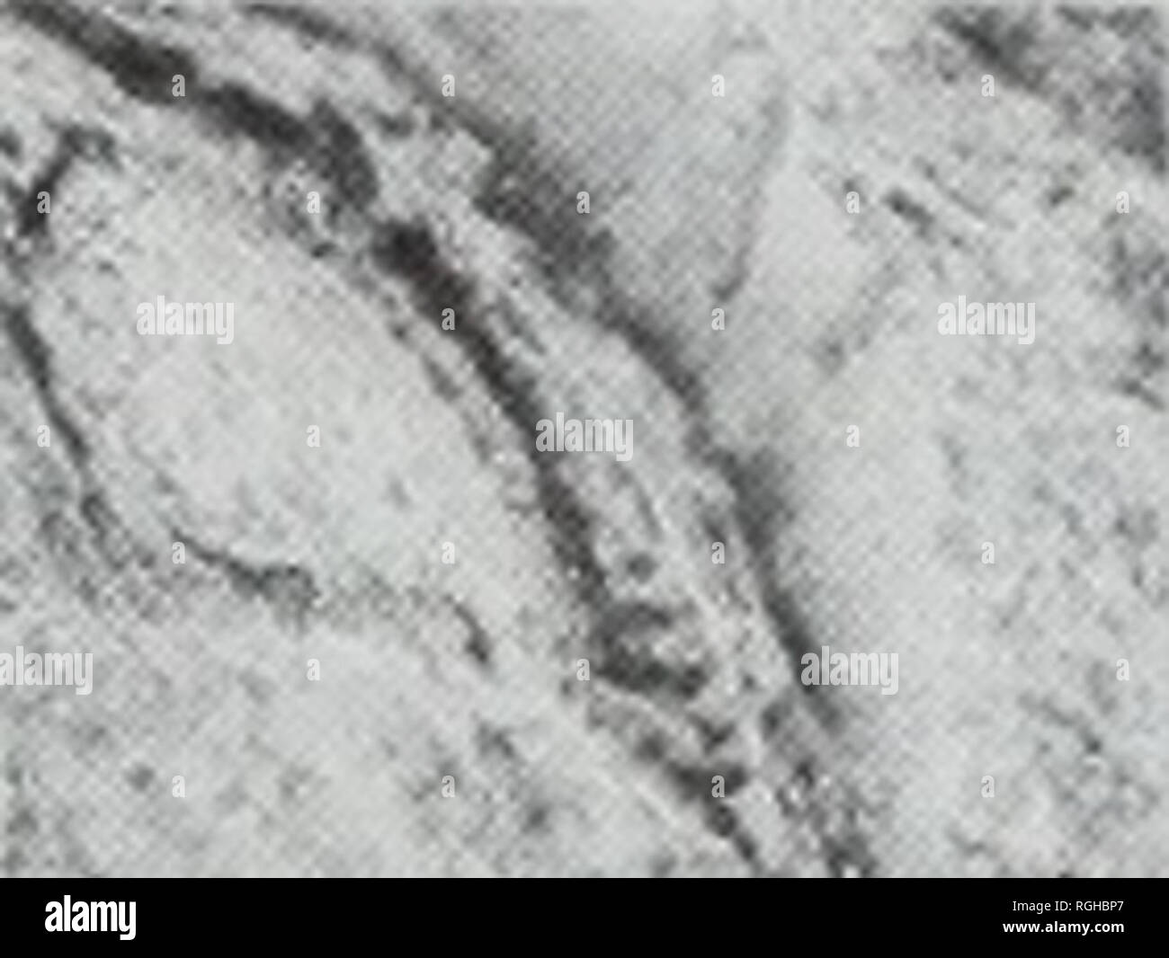 Genal spine hi-res stock photography and images - Alamy