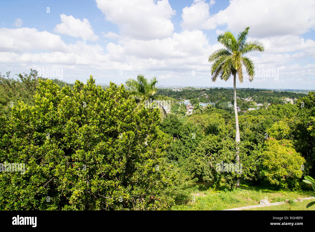 Royal Palm (Roystonea regia) tree is the National Cuban Tree a symbol ...