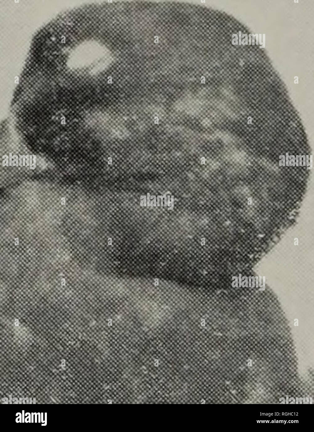 . Bulletin of the British Ornithologists' Club. Vol. 82 138 Bulletin B ...