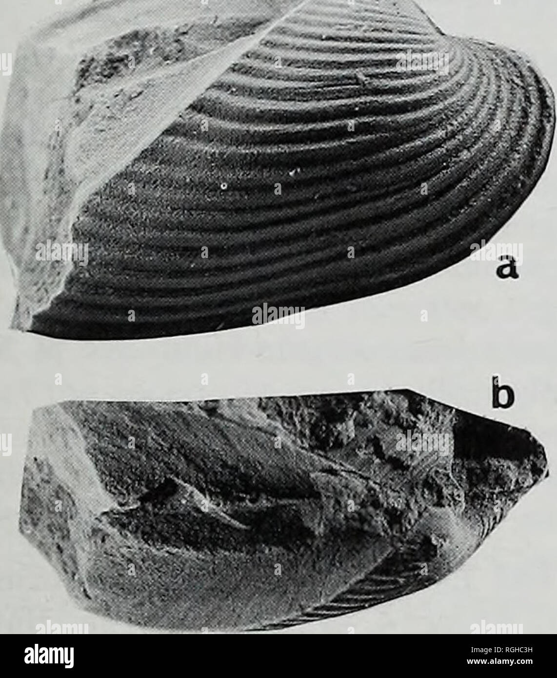 . Bulletin of the British Museum (Natural History), Geology. PALAEOZOIC ...