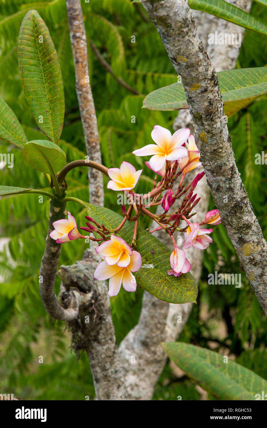 Plumeria is a genus of flowering plants in the dogbane family ...