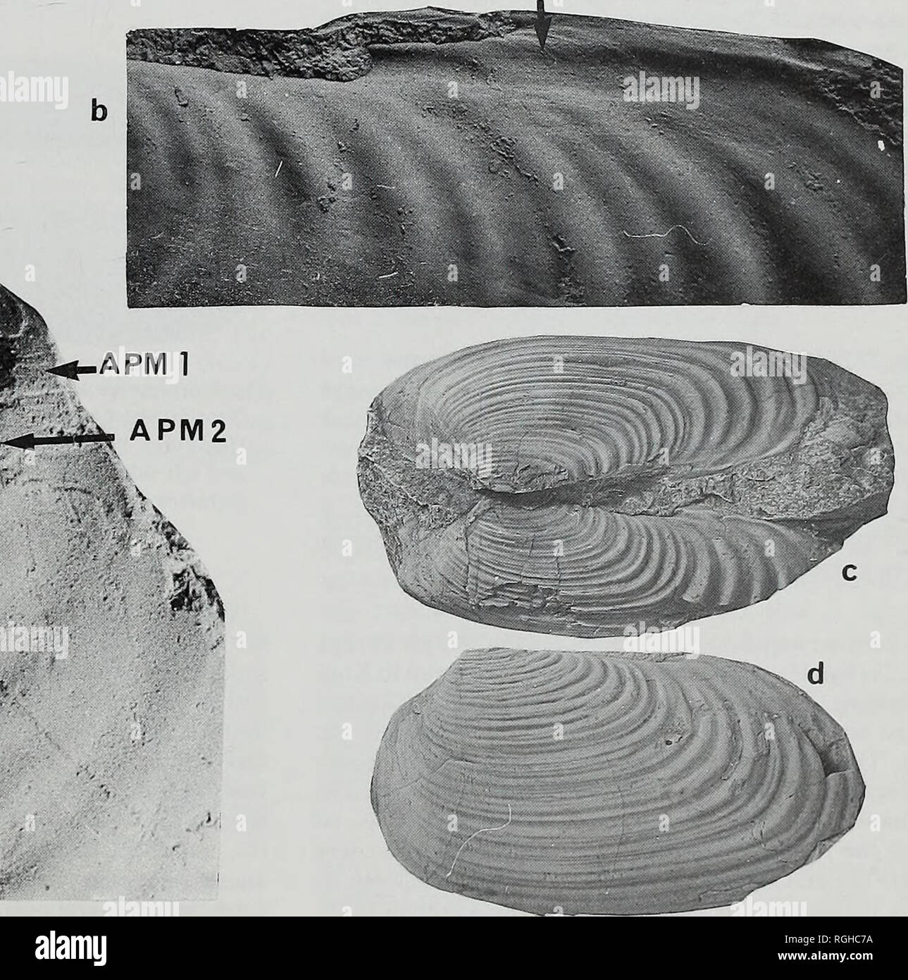 . Bulletin of the British Museum (Natural History), Geology. AA. Fig. 3 ...
