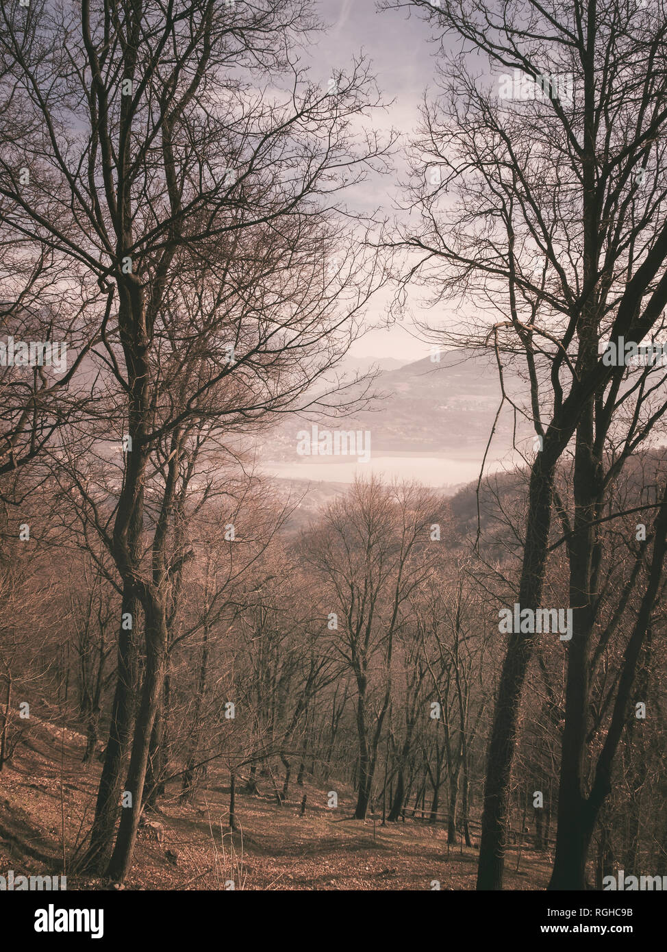 Trees in a forest on a winter day with lakes and mountains in the ...