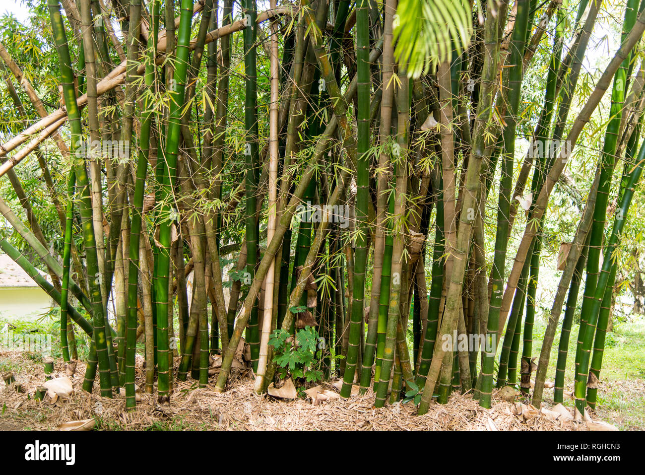 Daintree Forest Tropical Vegetation - Cuba Stock Photo - Alamy