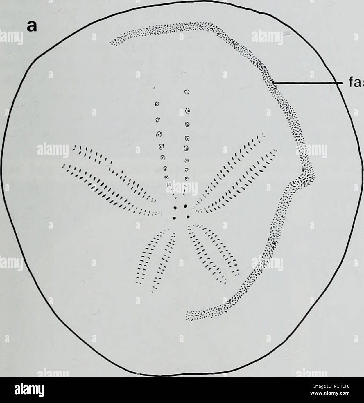 . Bulletin of the British Museum (Natural History), Geology. 1 mm Fig ...
