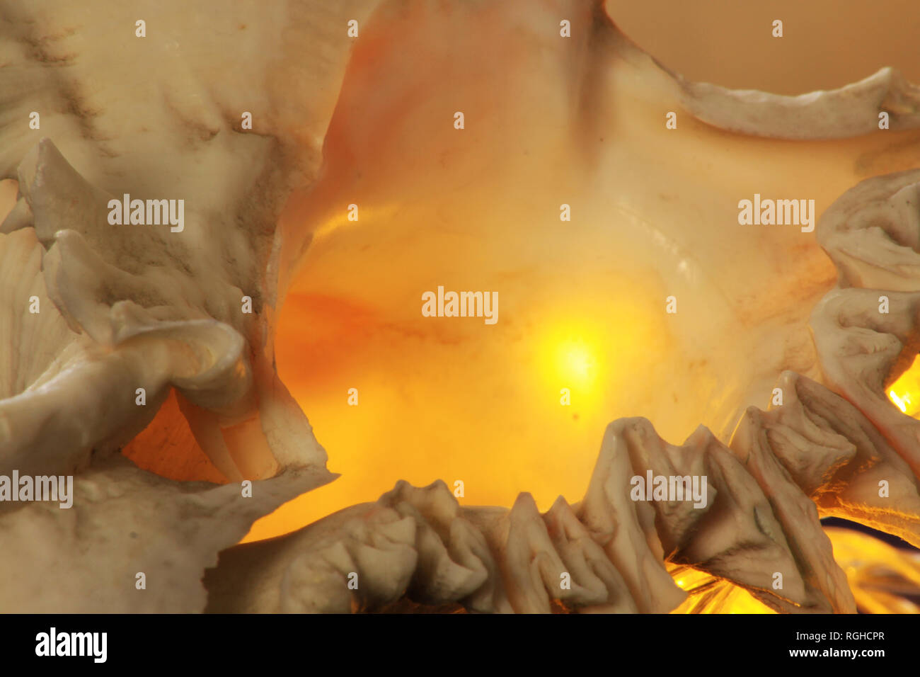 backlit inside of conch shell Stock Photo - Alamy