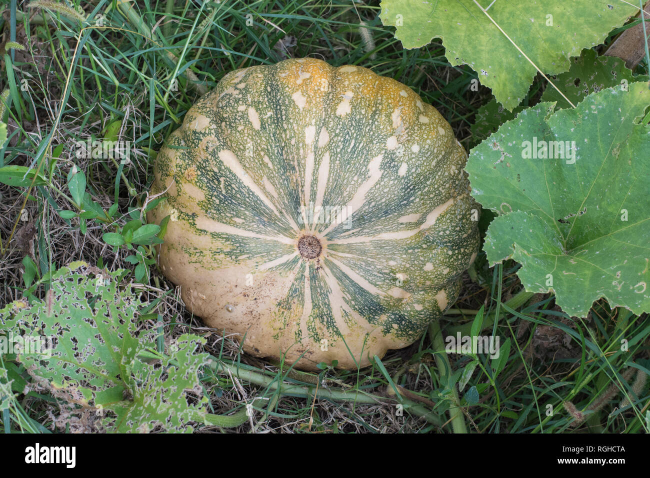 Cucurbita pepo botanical hi-res stock photography and images - Alamy