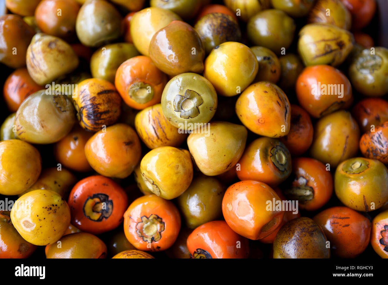 Fresh harvested tropical Peach Palm fruit, or pejibaye from the Bactris ...