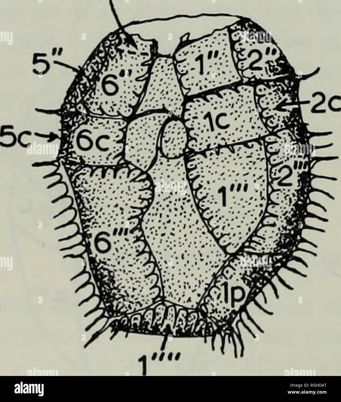 Ovoidal plate hi-res stock photography and images - Alamy