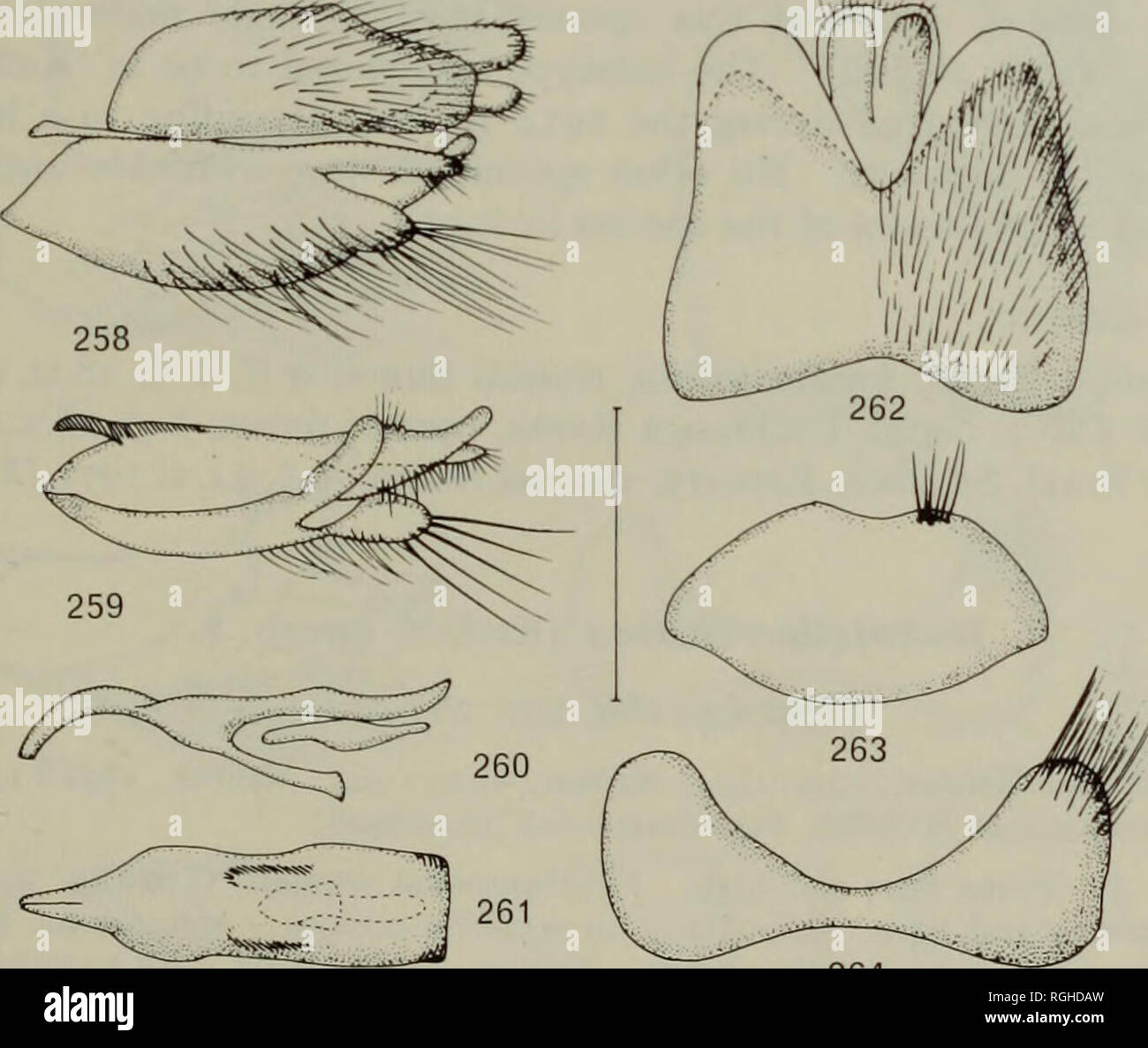 Stiletto flies hi-res stock photography and images - Alamy