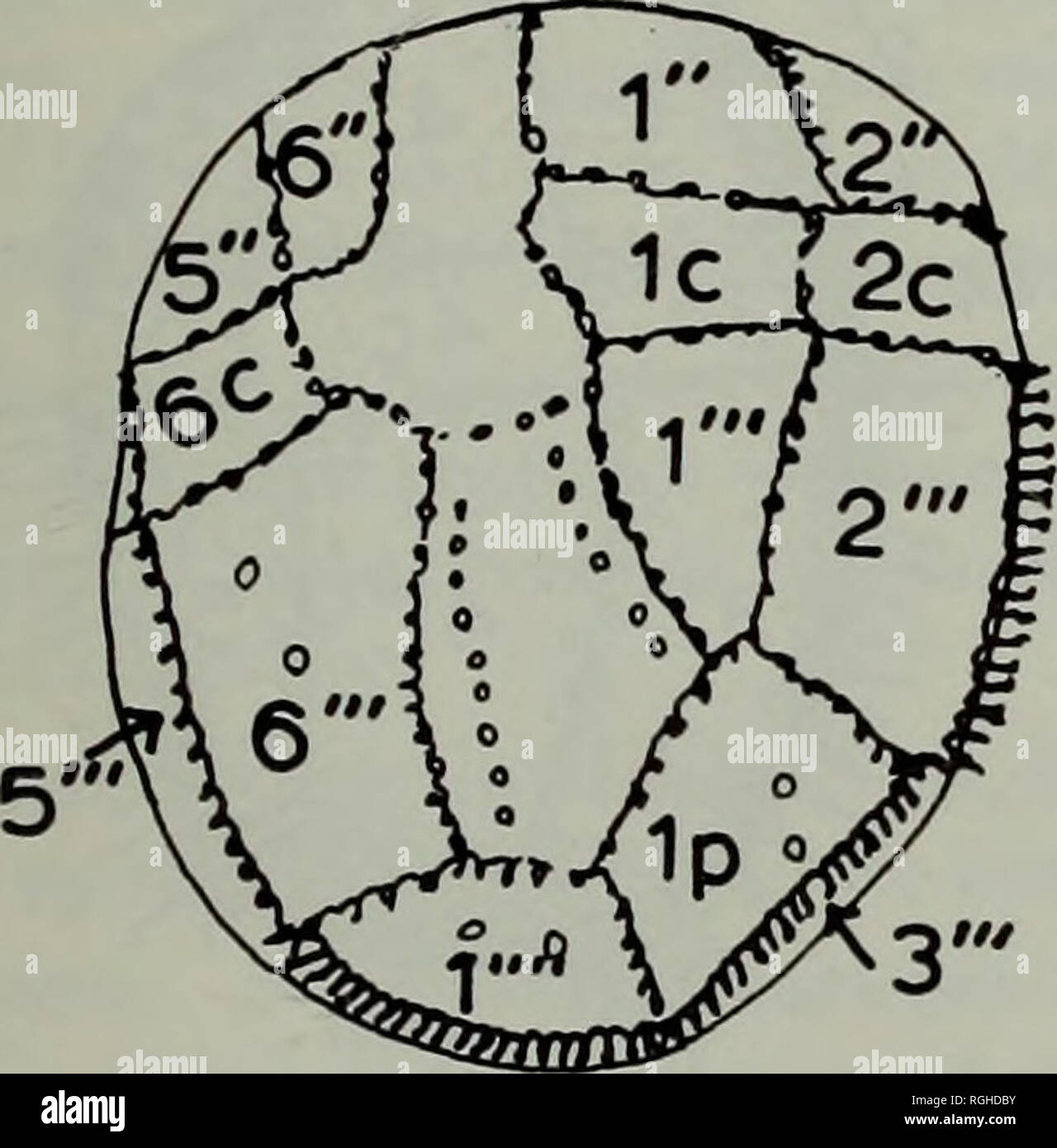 Gonyaulax hi-res stock photography and images - Alamy