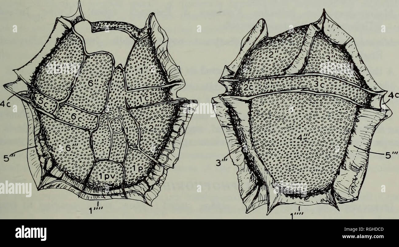 Gonyaulax sp hi-res stock photography and images - Alamy