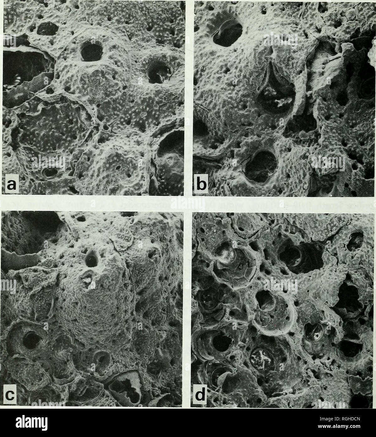 Multilamellar hi-res stock photography and images - Alamy