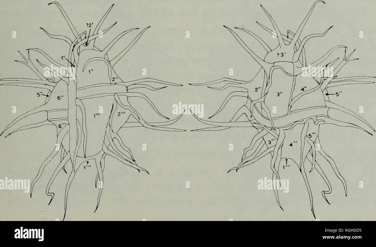 Barremian hi-res stock photography and images - Alamy