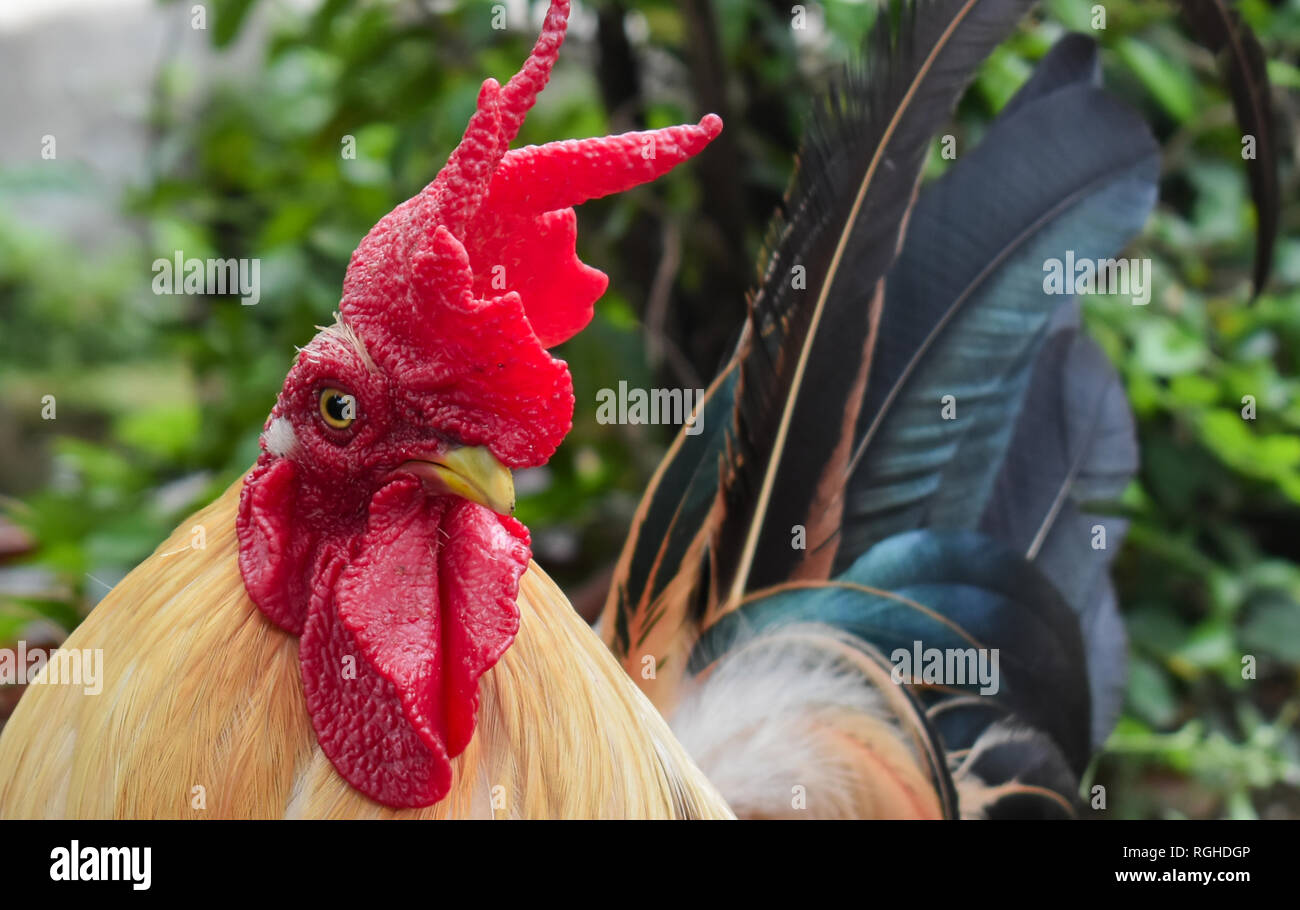 Rooster with red comb Stock Photo - Alamy