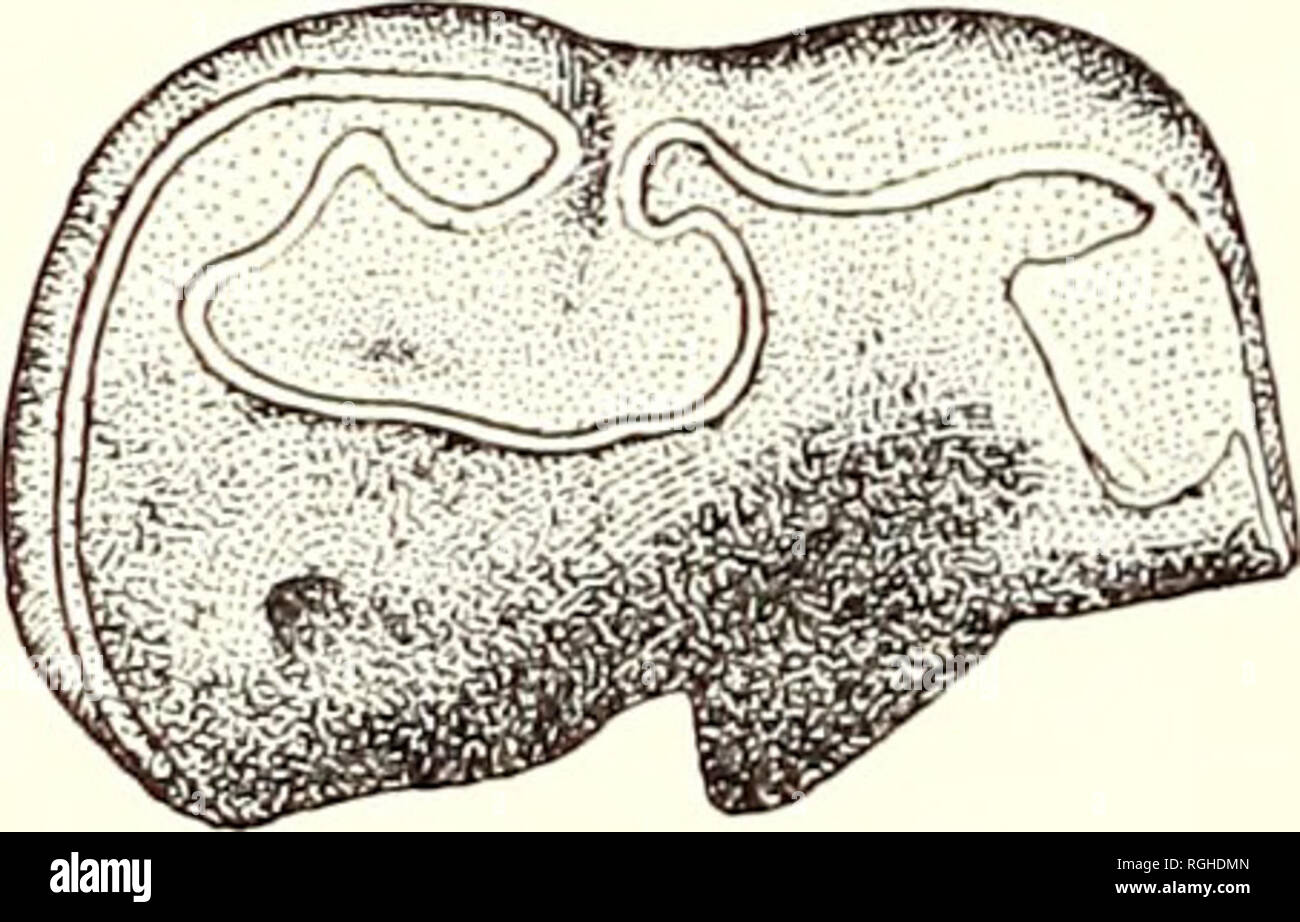 Trigonid hi-res stock photography and images - Alamy