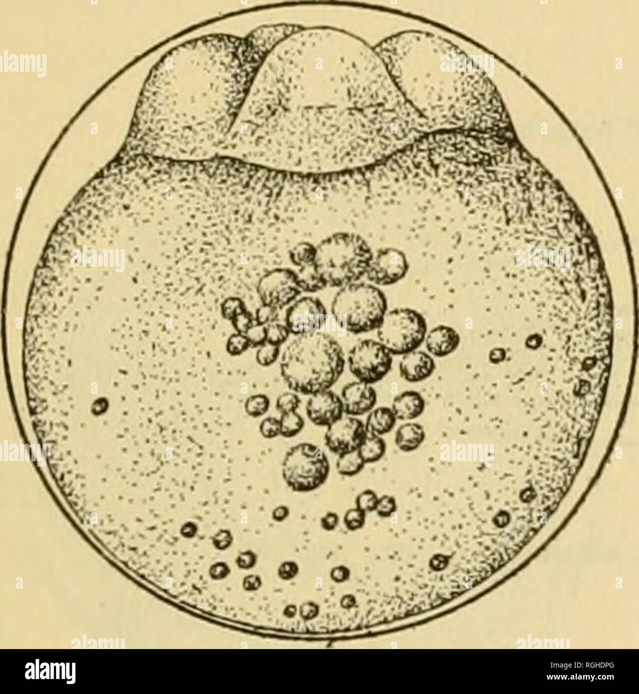 Blastodisc hi-res stock photography and images - Alamy