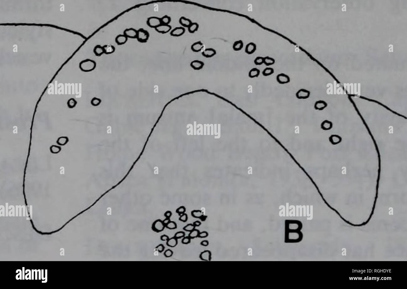 . Bulletin of the British Museum (Natural History) Zoology. . Fig.44 ...