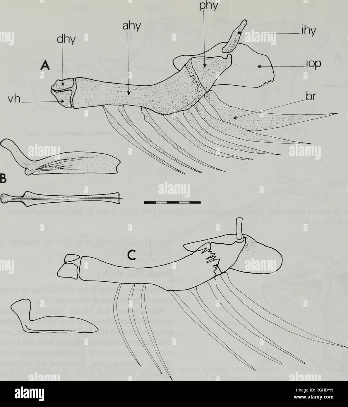 . Bulletin of the British Museum (Natural History) Zoology. 90 GORDON J ...