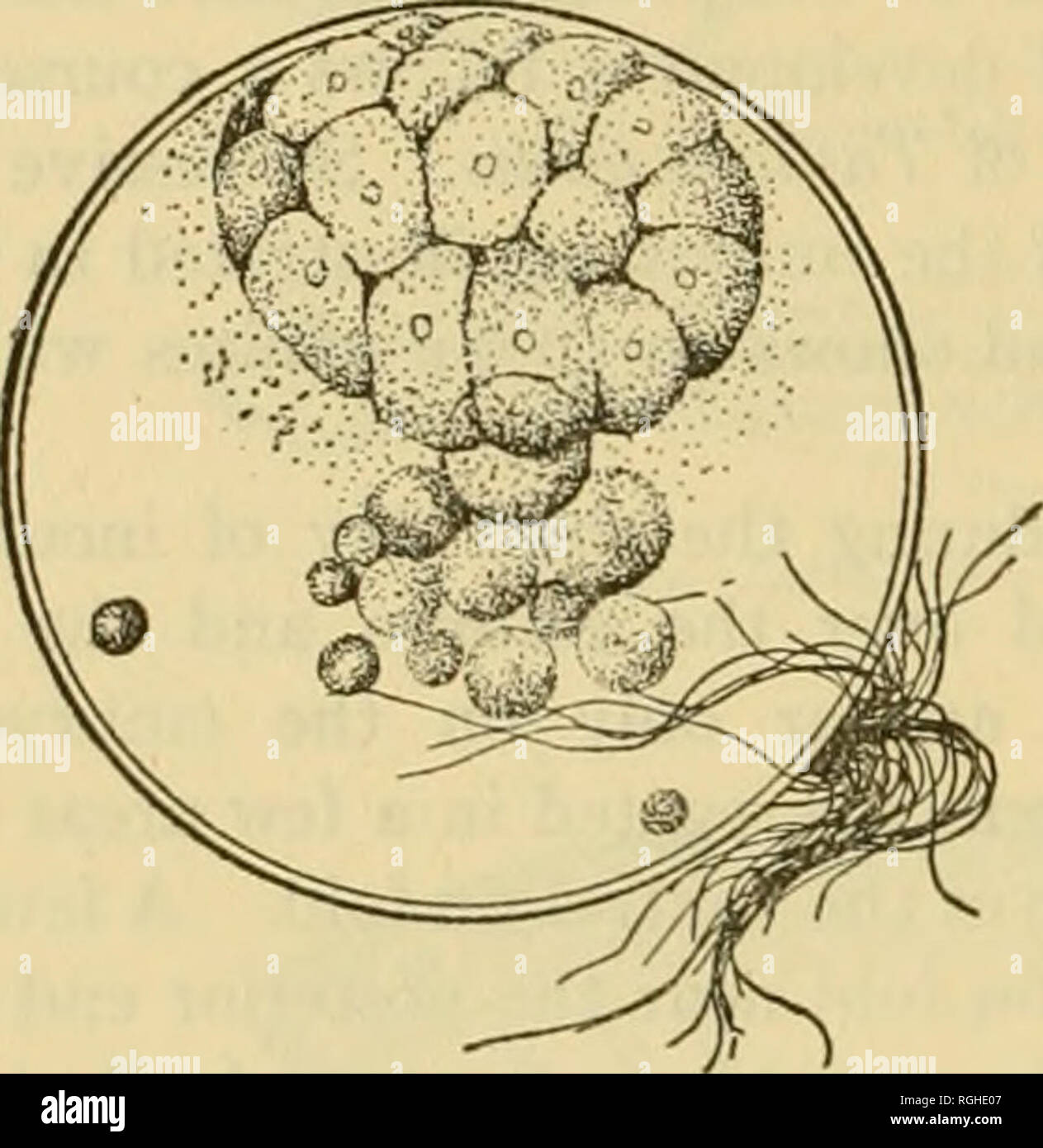 Unfertilized egg hi-res stock photography and images - Alamy