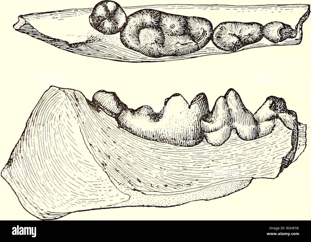 Robust p4 hi-res stock photography and images - Alamy