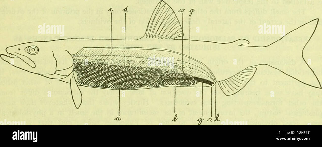 Anterior view of the liver hi-res stock photography and images - Alamy