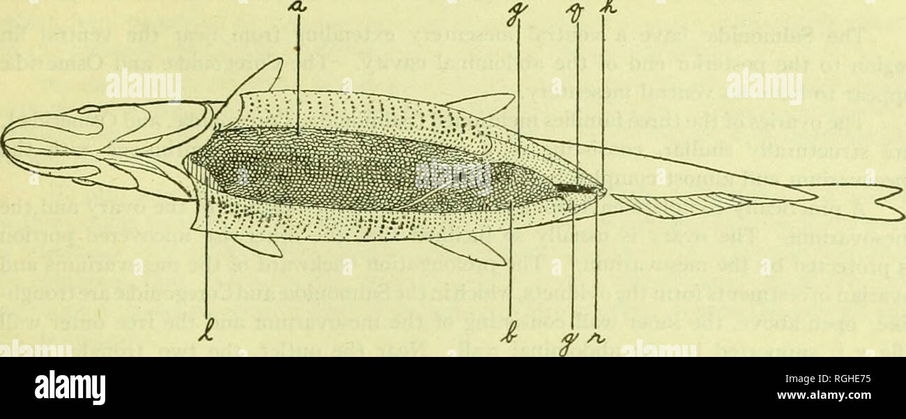 Anterior view of the liver hi-res stock photography and images - Alamy