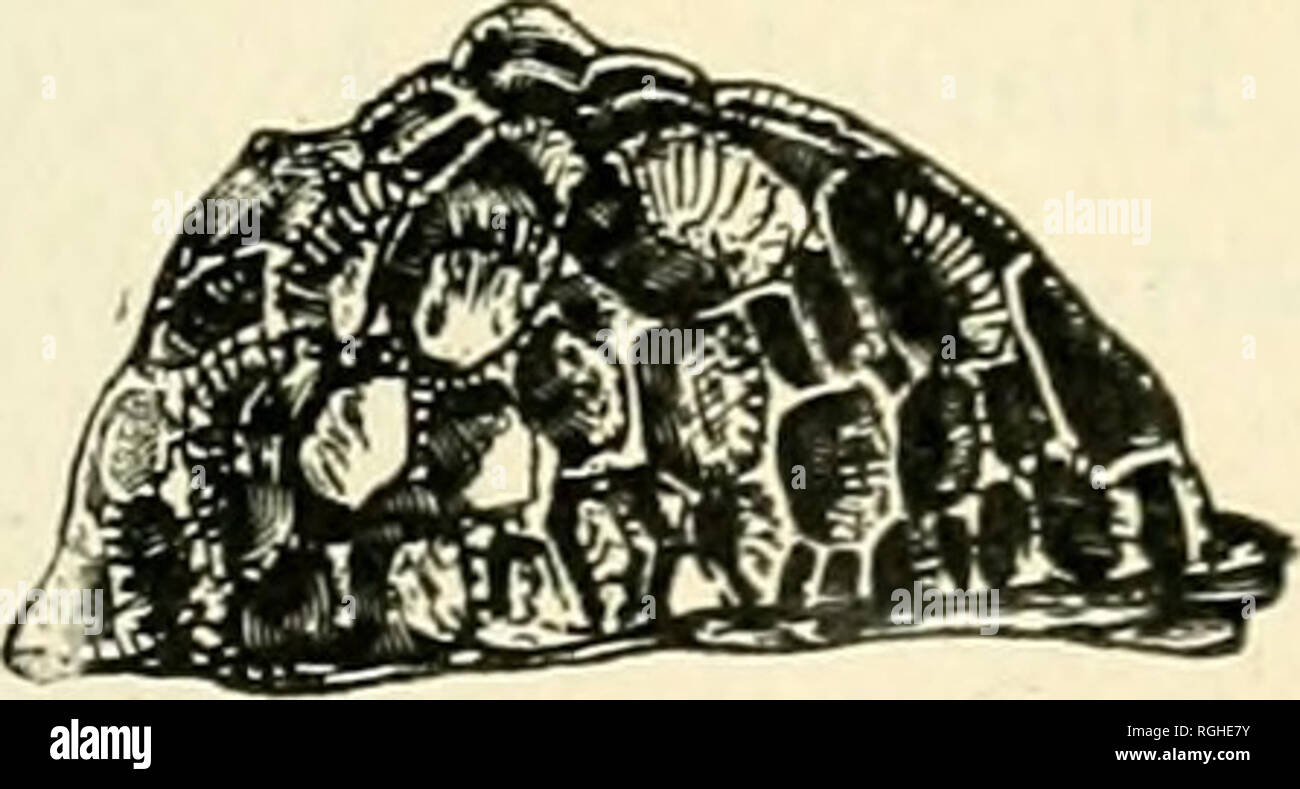 Columnar coral hi-res stock photography and images - Alamy