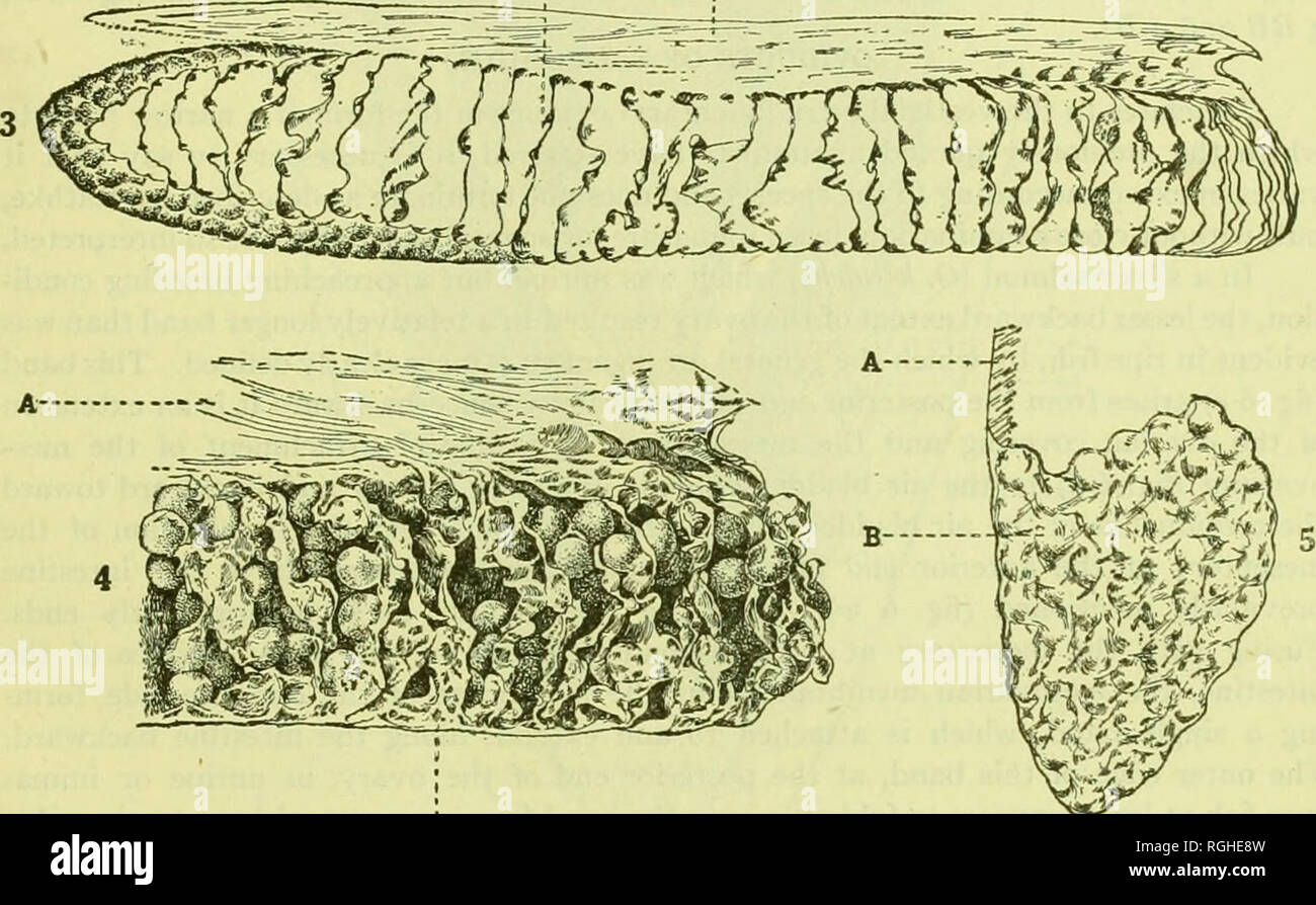 . Bulletin of the Bureau of Fisheries. Fisheries; Fish culture ...