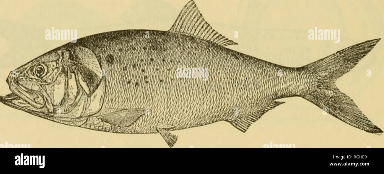 . Bulletin of the Bureau of Fisheries. Fisheries; Fish culture. Fig. 85 ...