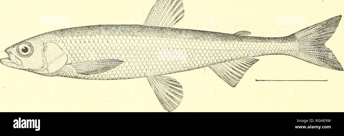 . Bulletin of the Bureau of Fisheries. Fisheries; Fish culture. 270 ...