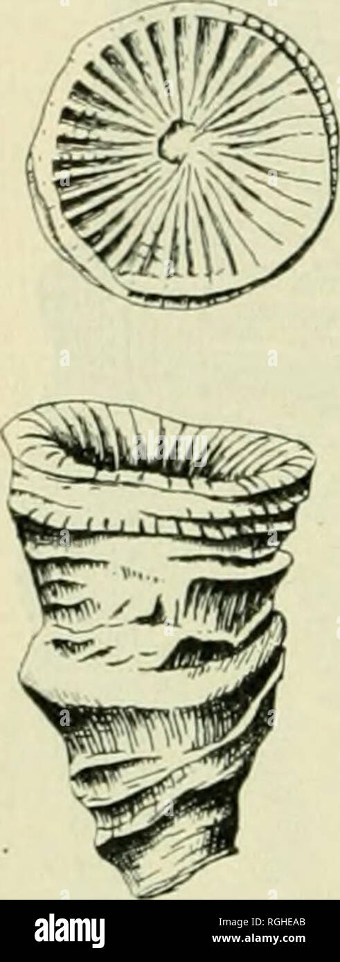 Cyathophyllum hi-res stock photography and images - Alamy