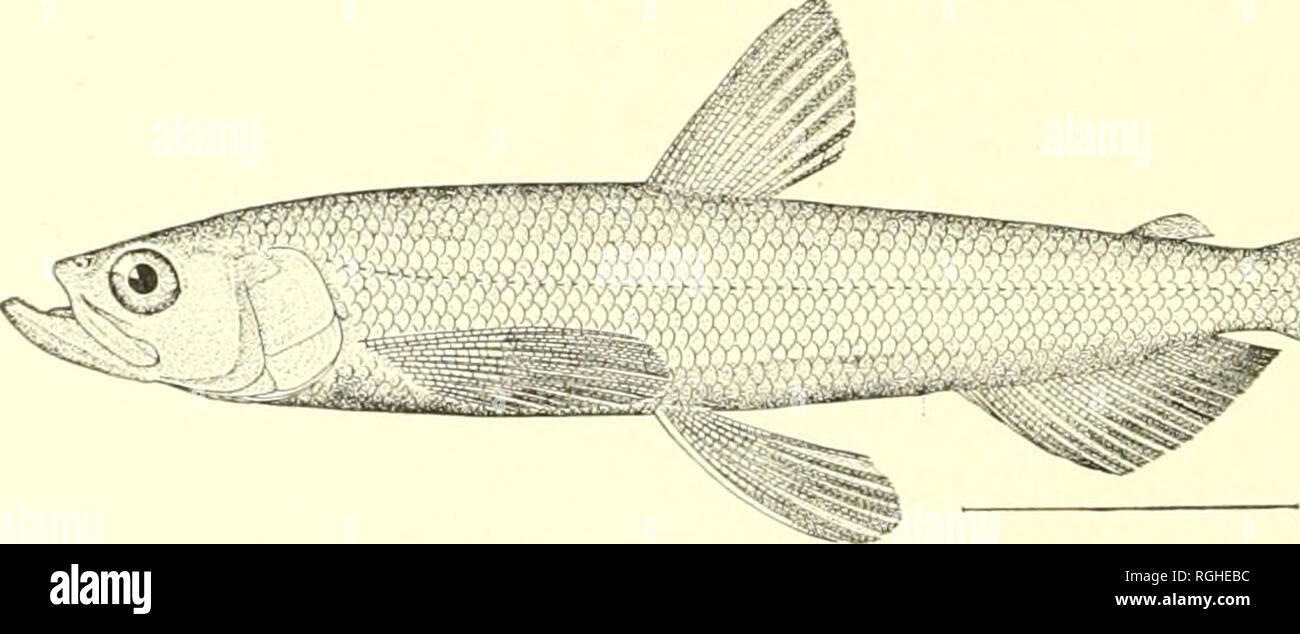 Eulachon fish hi-res stock photography and images - Alamy