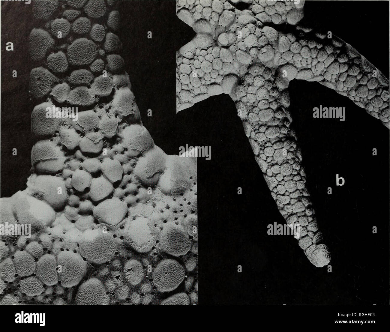 Loisette hi-res stock photography and images - Alamy