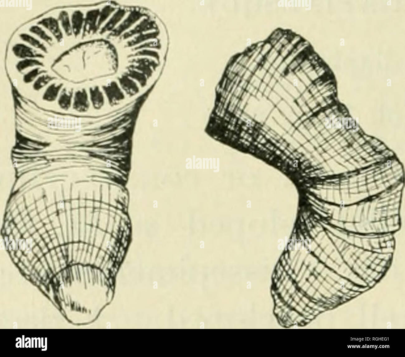 . Bulletin of the Buffalo Society of Natural Sciences. Natural history ...