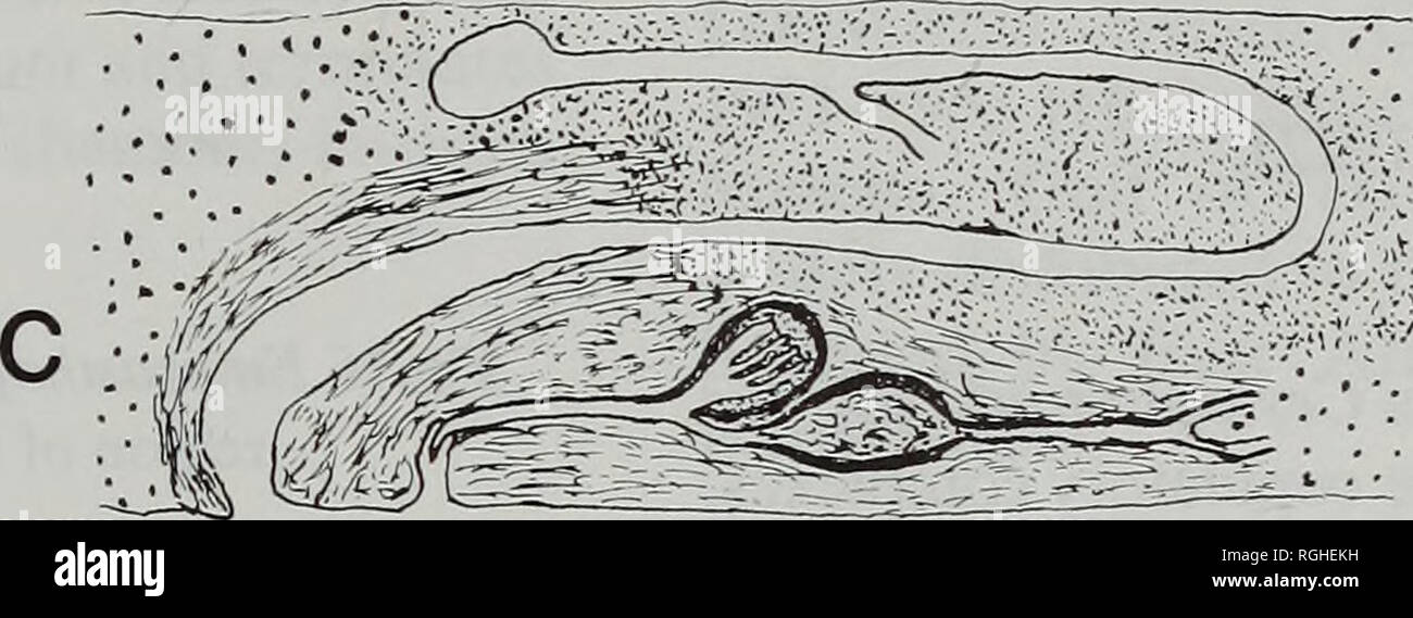 . Bulletin of the British Museum (Natural History) Zoology. . Fig.15 ...