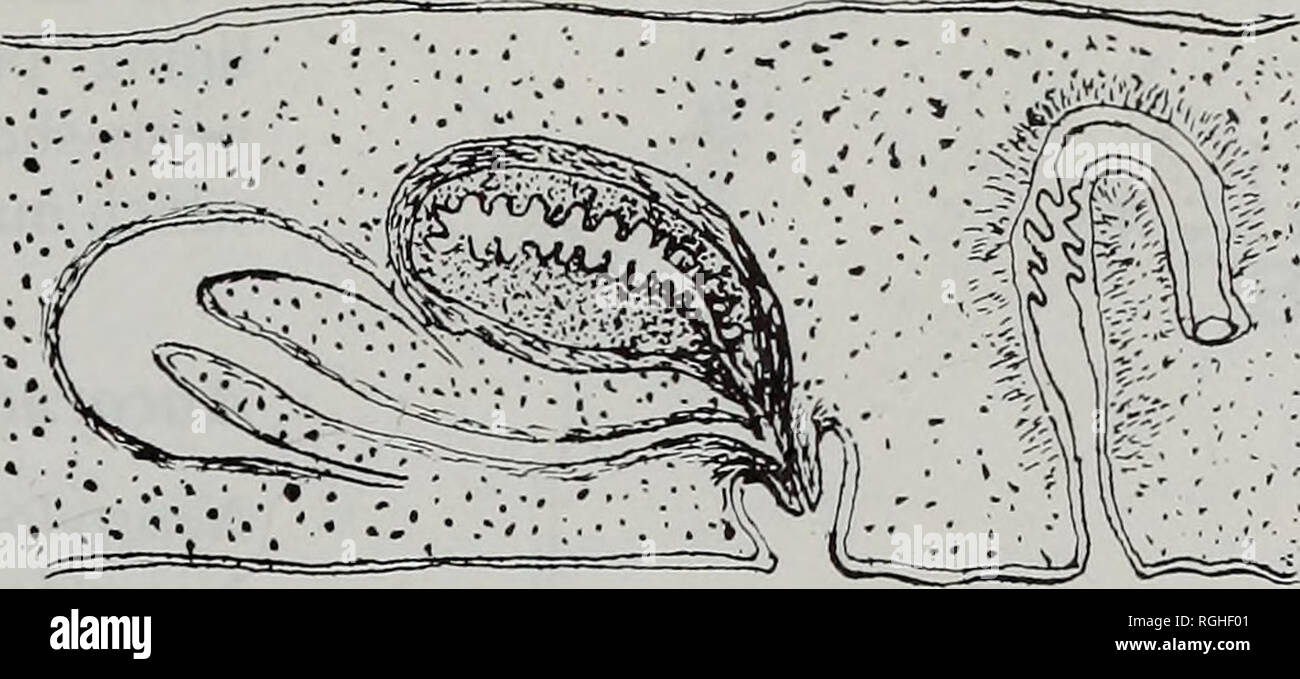 1940 french morocco hi-res stock photography and images - Alamy