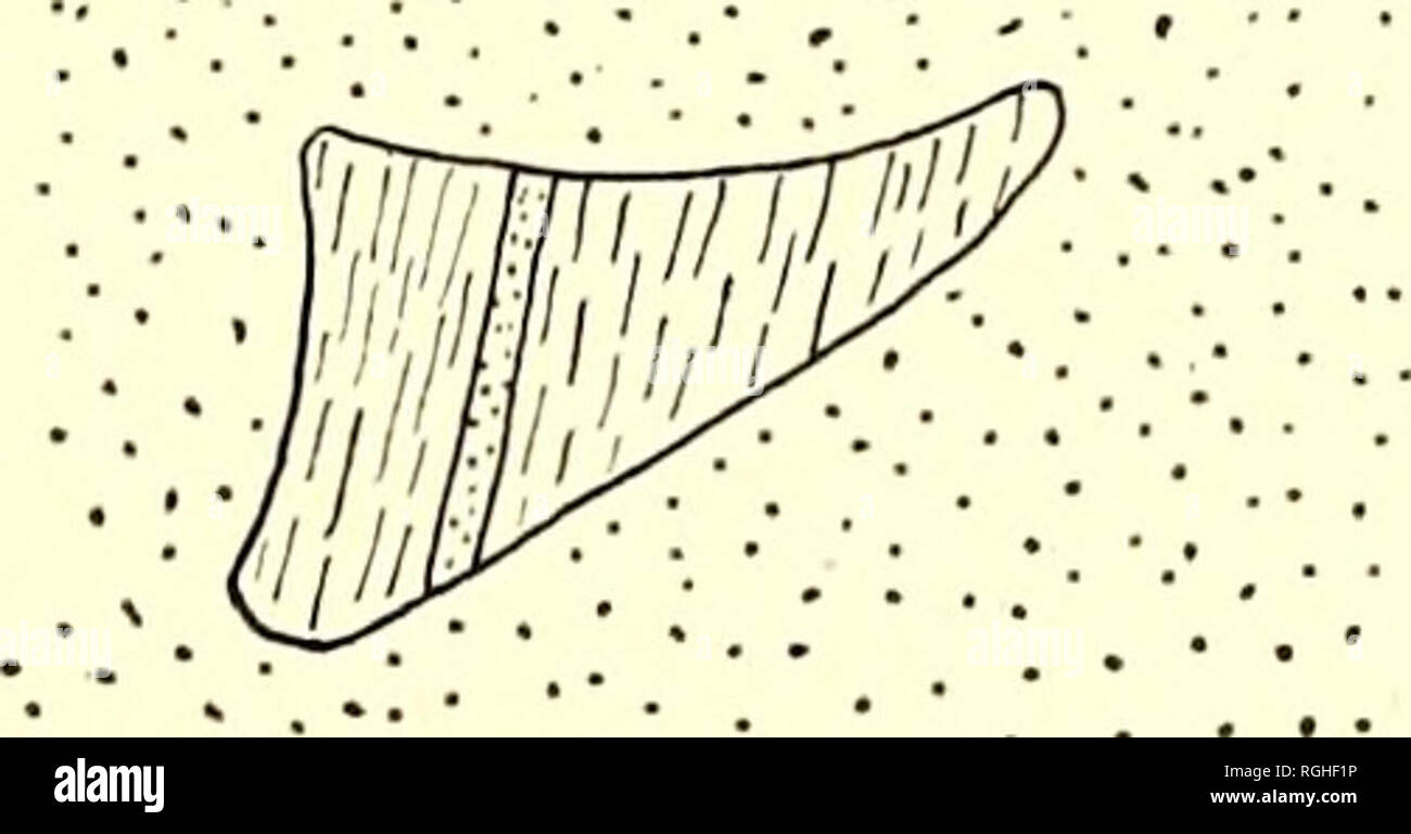 . Bulletin of the Department of Geology. Geology. 1918] Davis: The ...