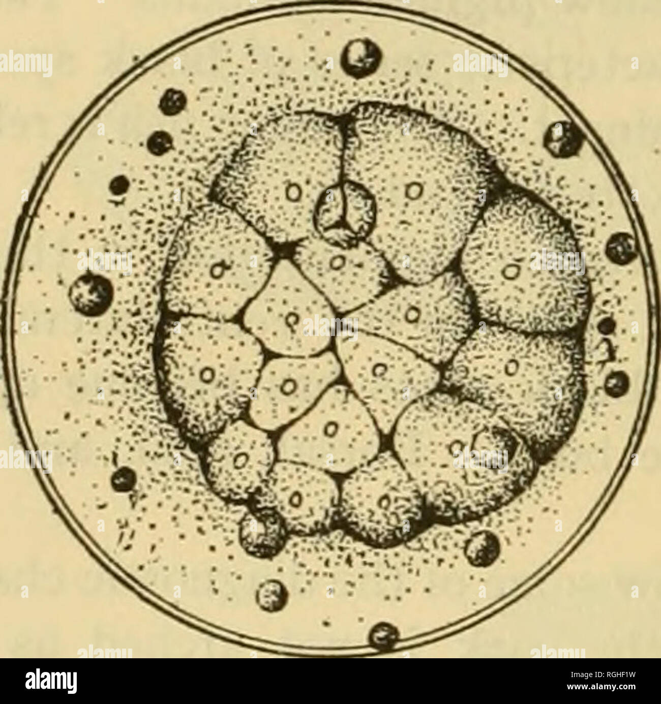 Unfertilized Egg Stock Photos & Unfertilized Egg Stock Images - Alamy