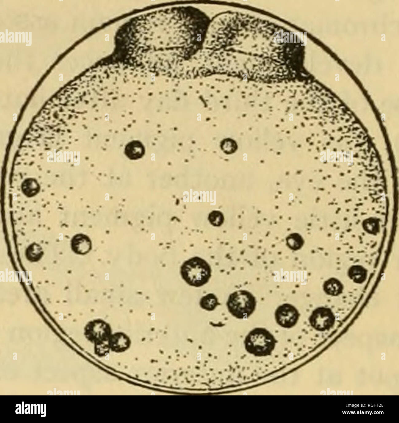 Unfertilized egg hi-res stock photography and images - Alamy