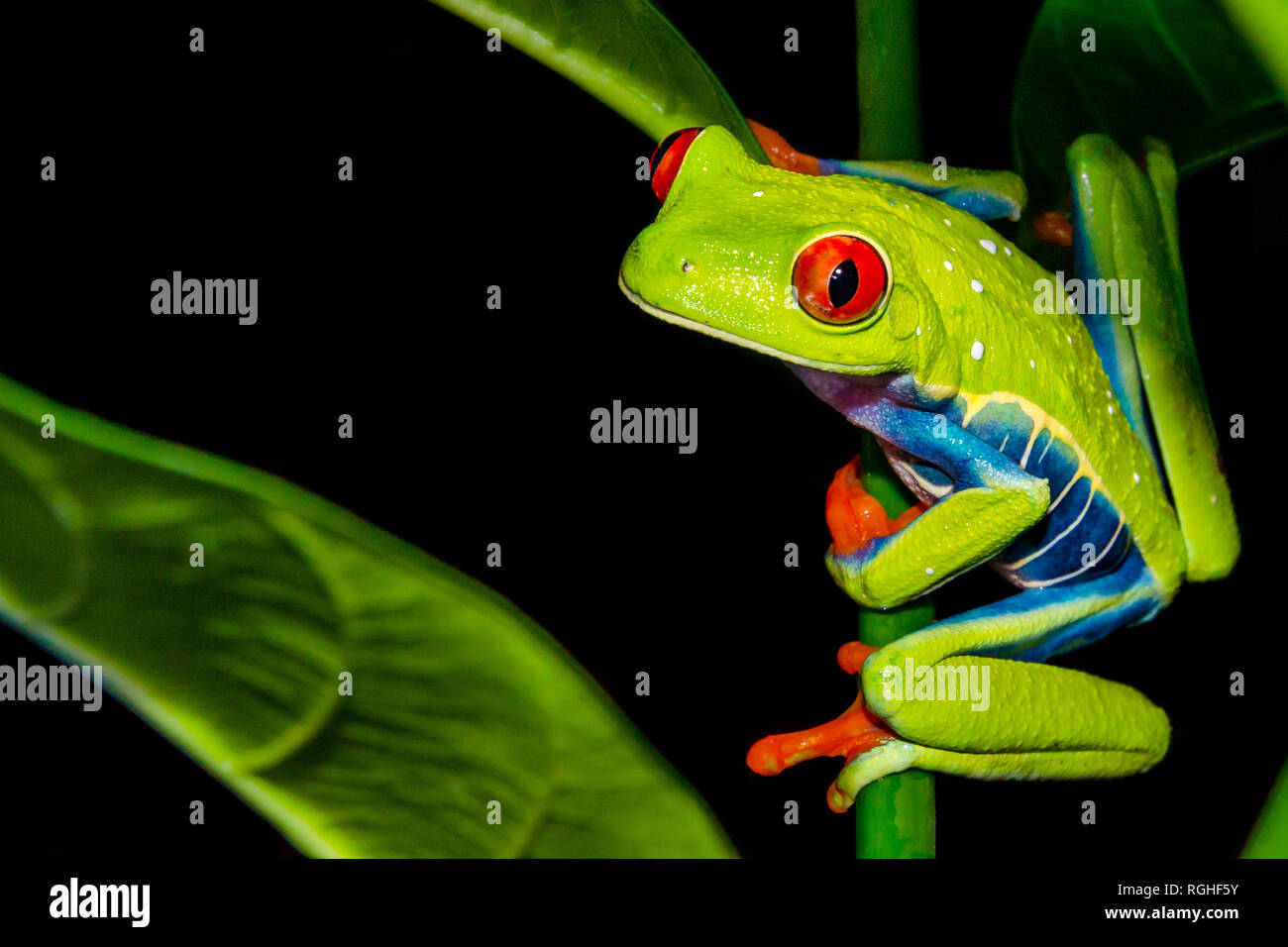 Red-eyed Tree Frog (Agalychnis callidryas Stock Photo - Alamy