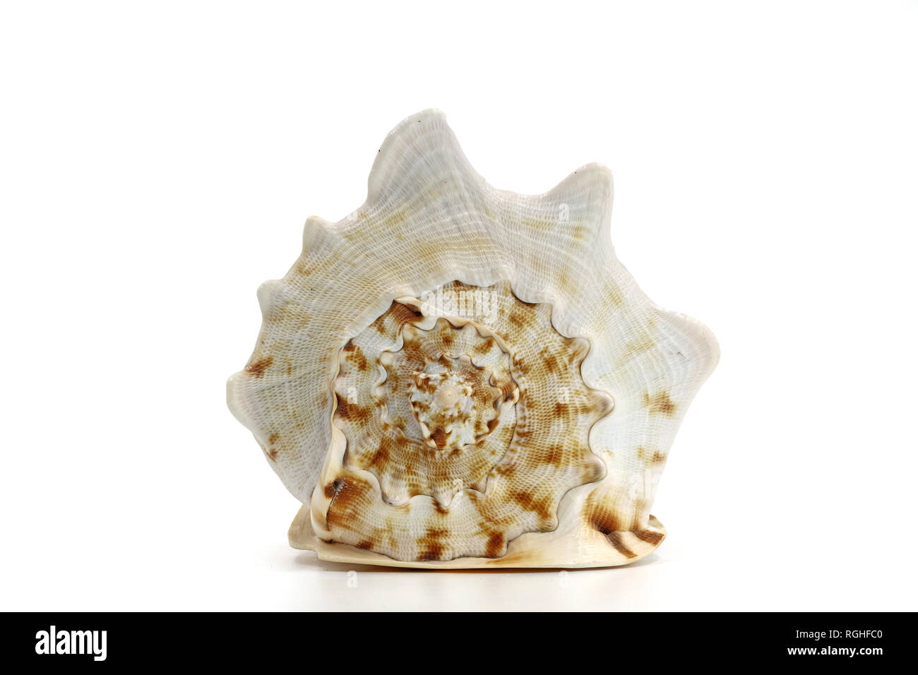 sea shell side view isolated on white Stock Photo - Alamy