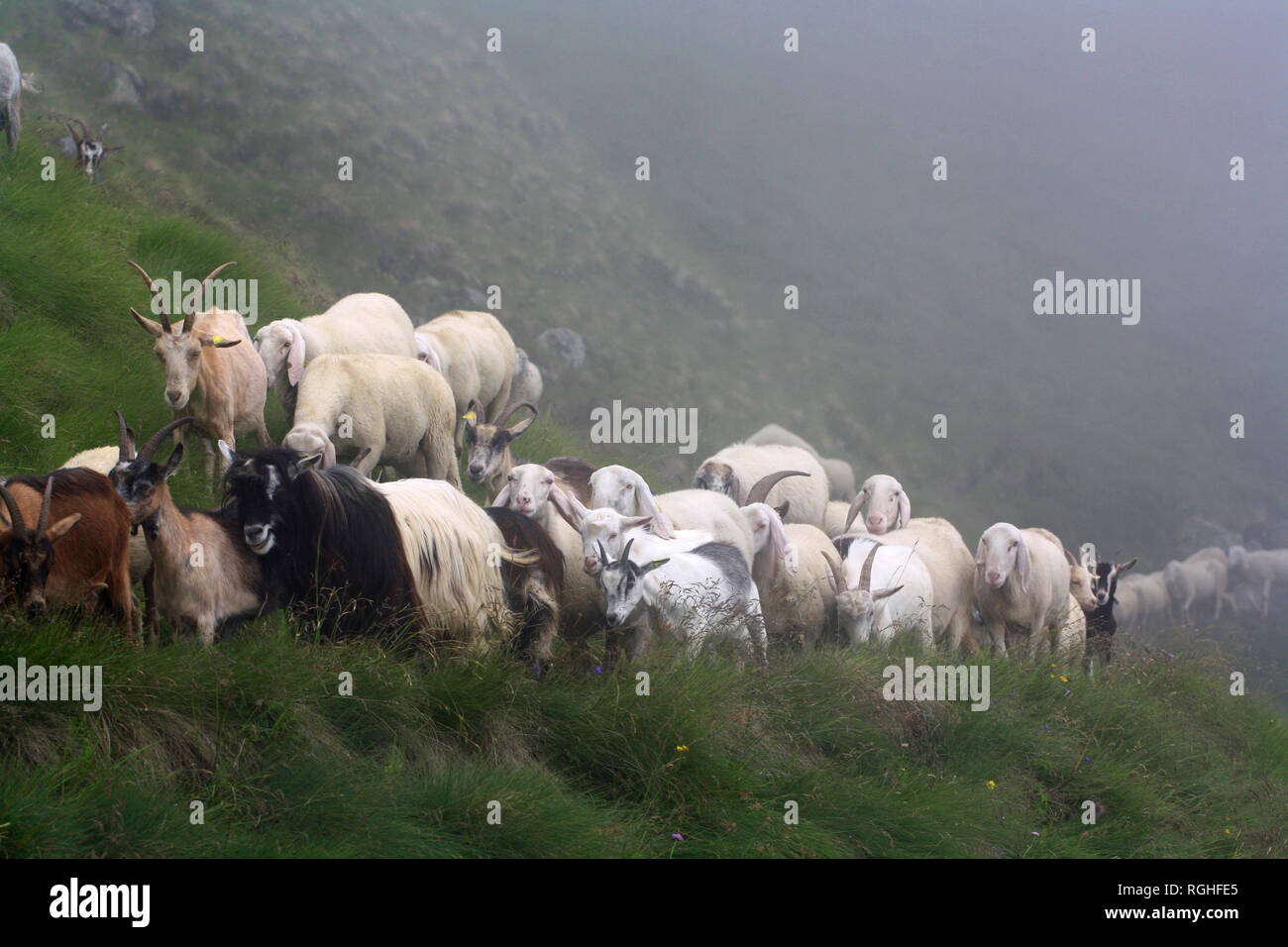 White mountain goat hi-res stock photography and images - Alamy