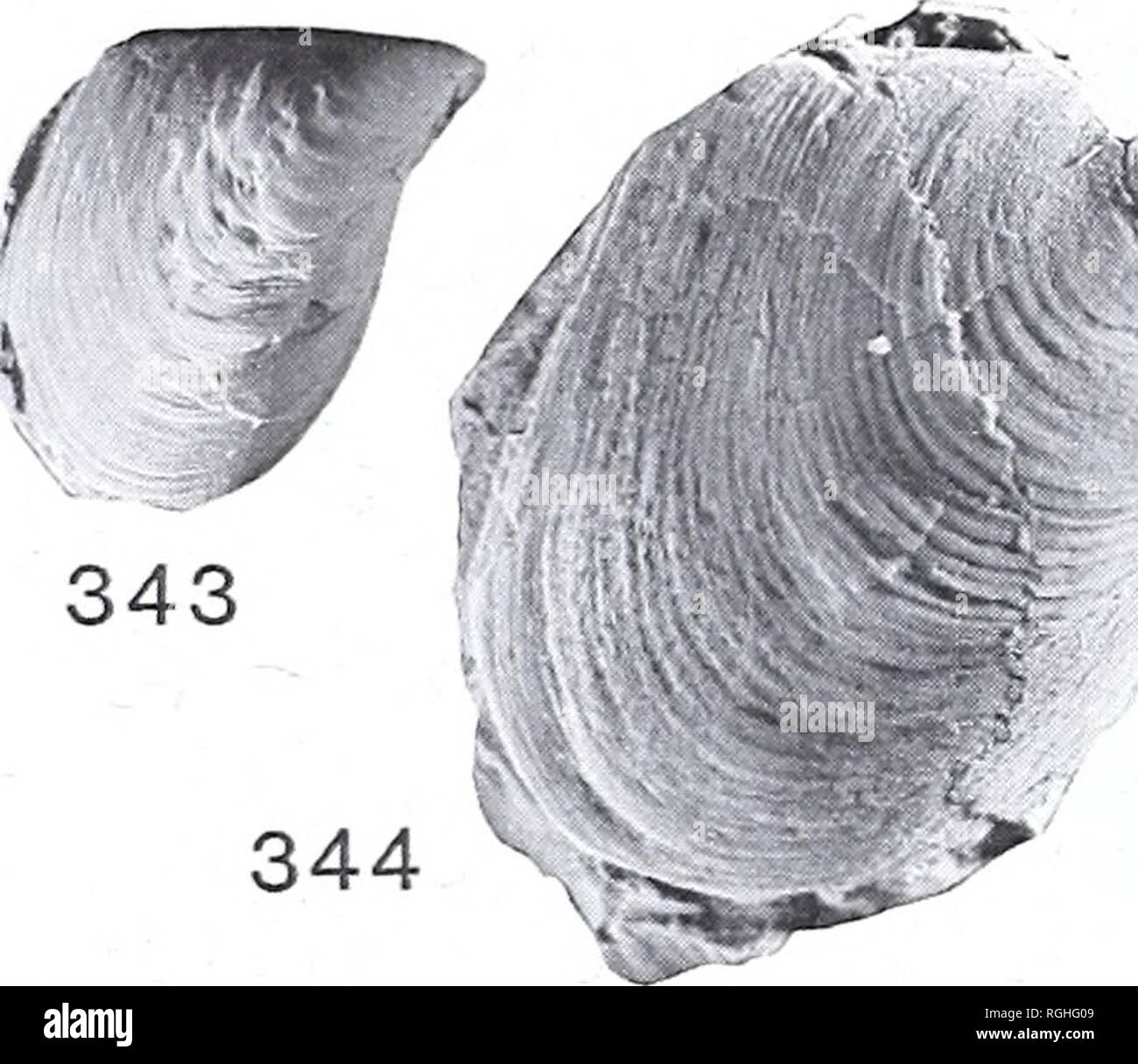 Joukowsky hi-res stock photography and images - Alamy